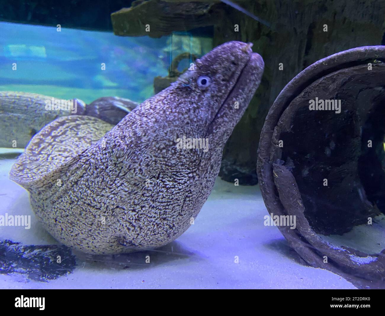 Giant Moray Eel (Gymnothorax javanicus Stock Photo - Alamy