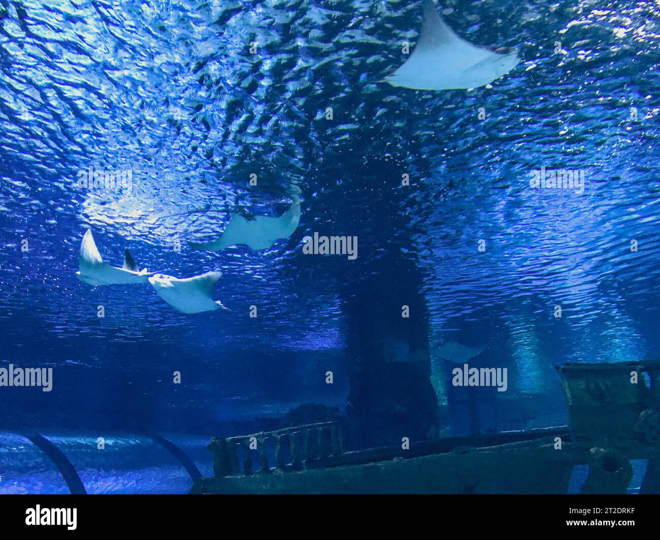 aquarium with fish. underwater marine animals, corals, plants. white ...