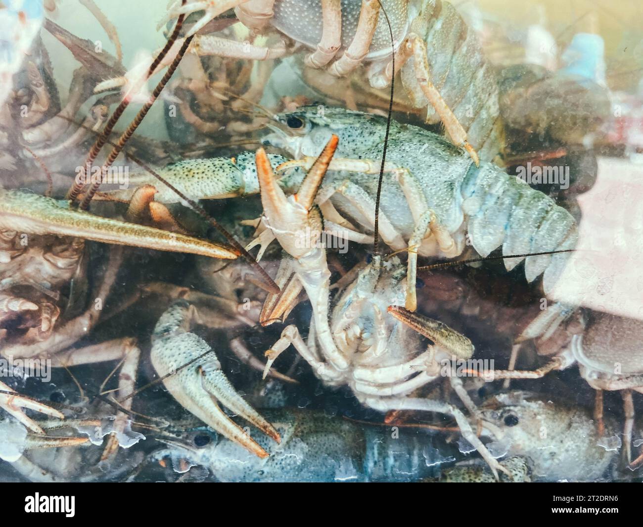 small crayfish with claws and whiskers sit on top of each other in an ...
