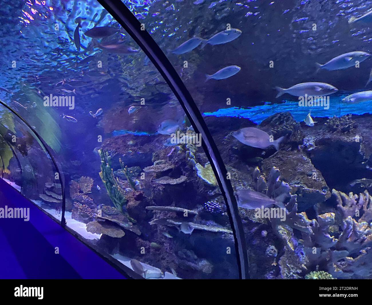 Fish Blue Aquarium underwater tunnel istanbul, Turkey Stock Photo - Alamy