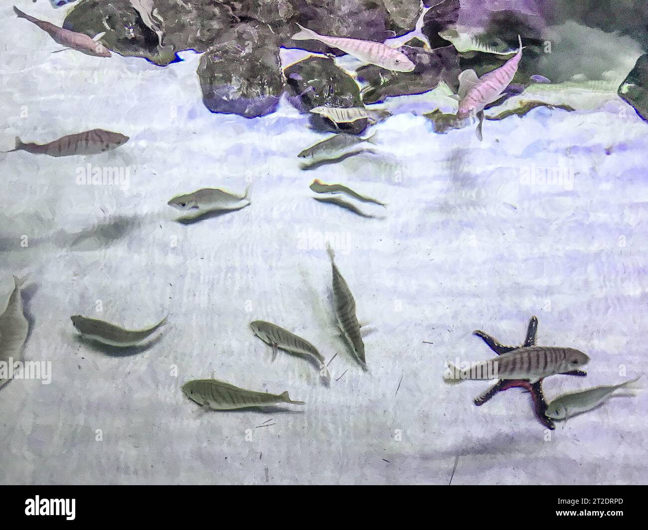 observation of the life of fish in the aquarium. small black fish swim ...