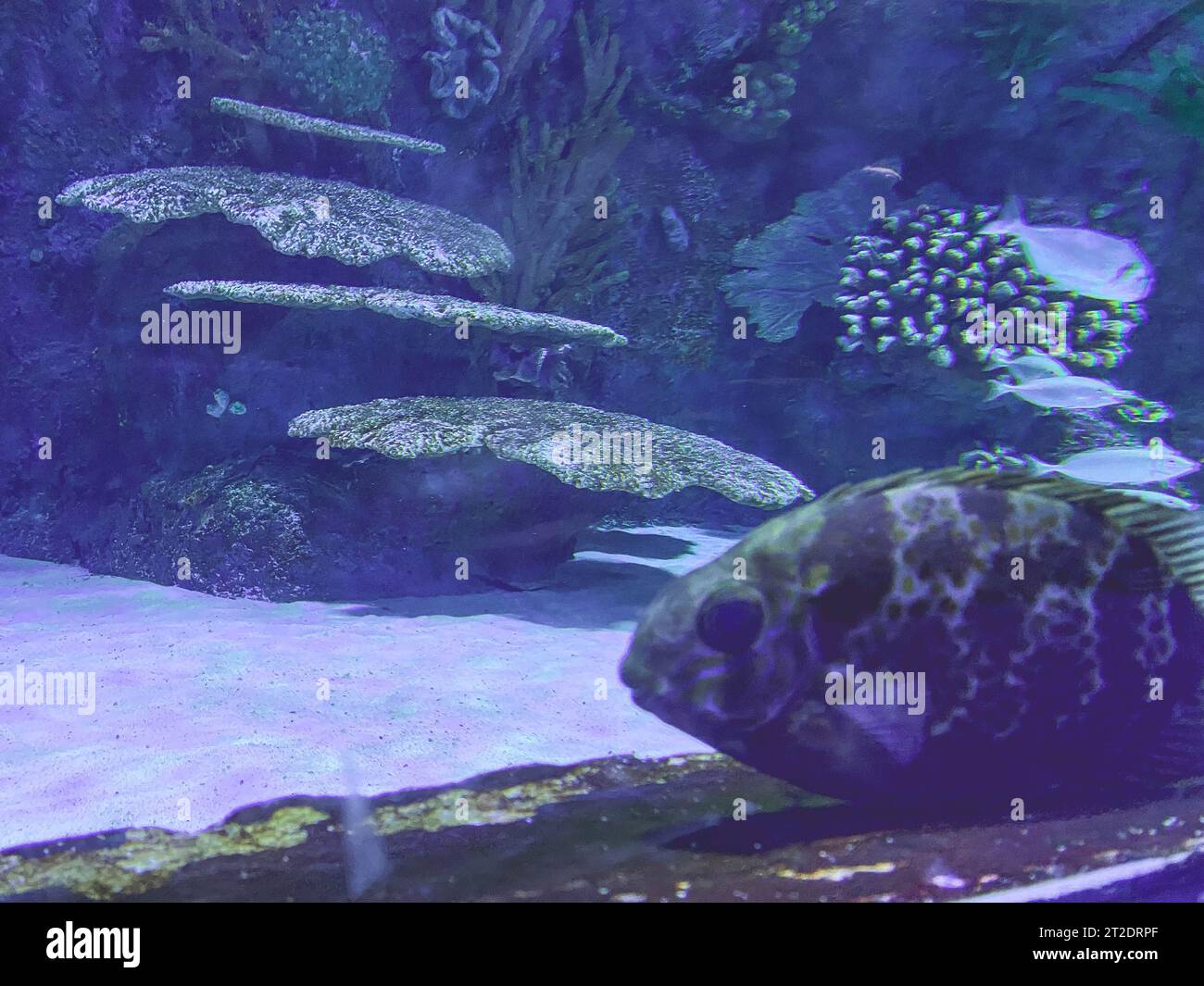 observation of the life of fish in the aquarium. a fish with spotted ...