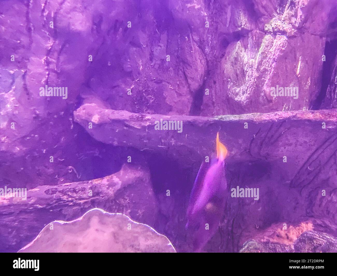 observation of the life of fish in the aquarium. under water, a mound ...