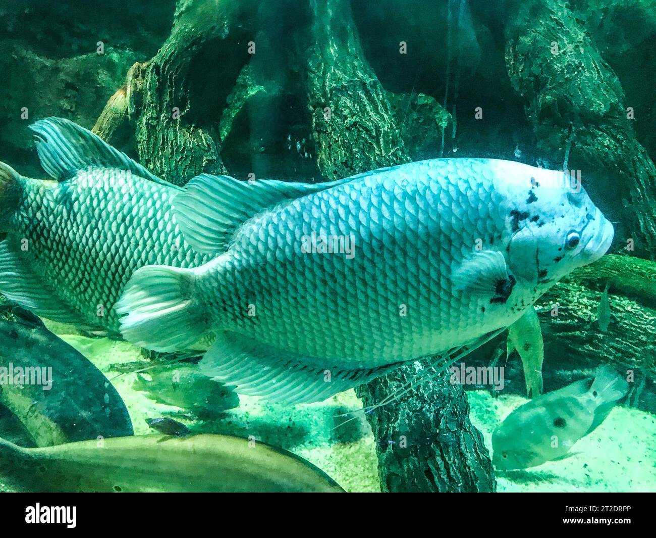 observation of the life of fish in the aquarium. an unusual, exotic ...