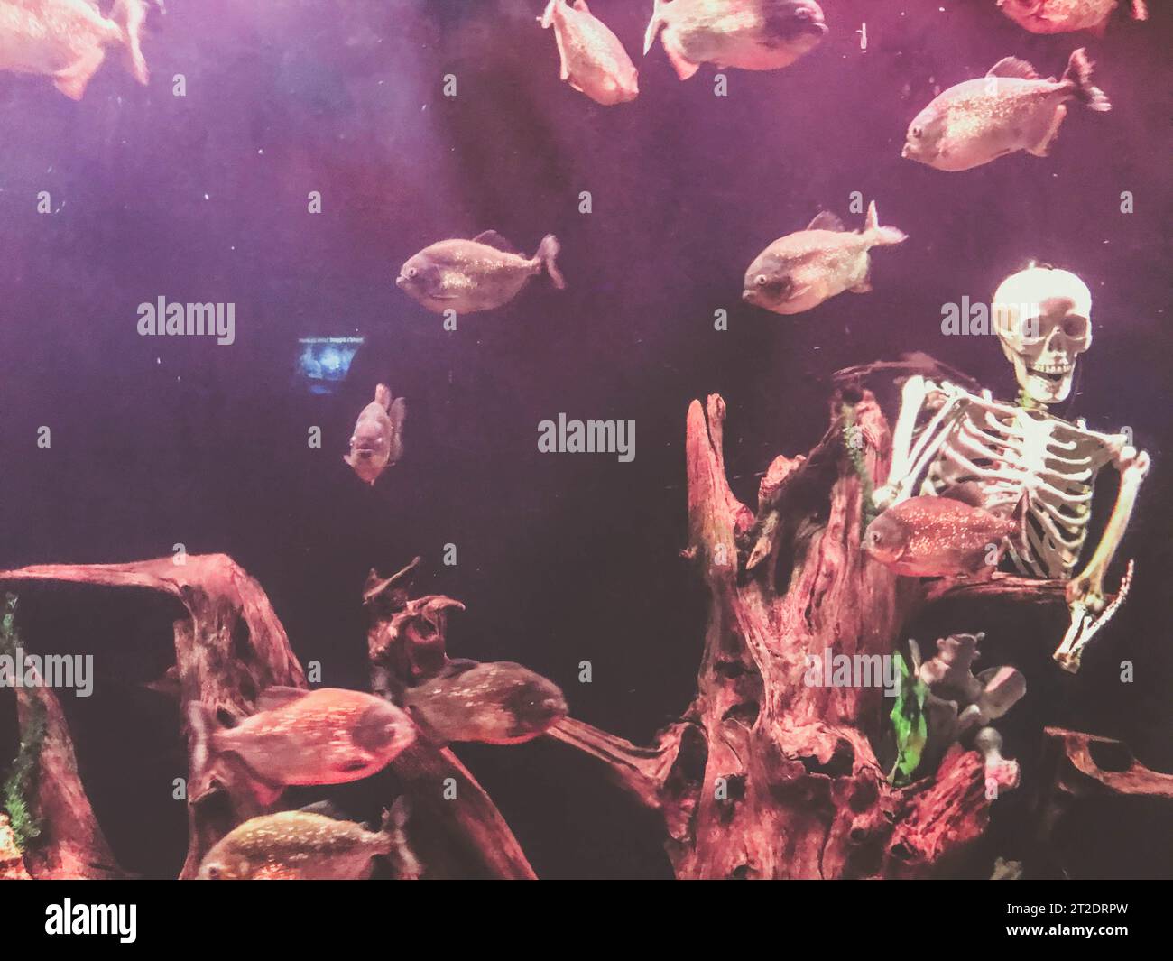 piranhas swim on the seabed. dangerous fish predators in the pond. next ...