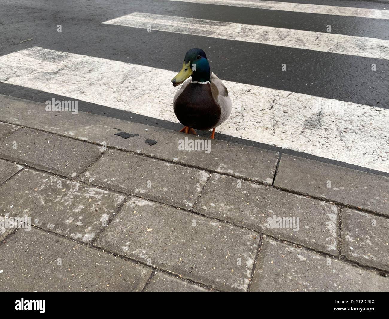 A beautiful gray duck bird walks on the asphalt at a pedestrian ...