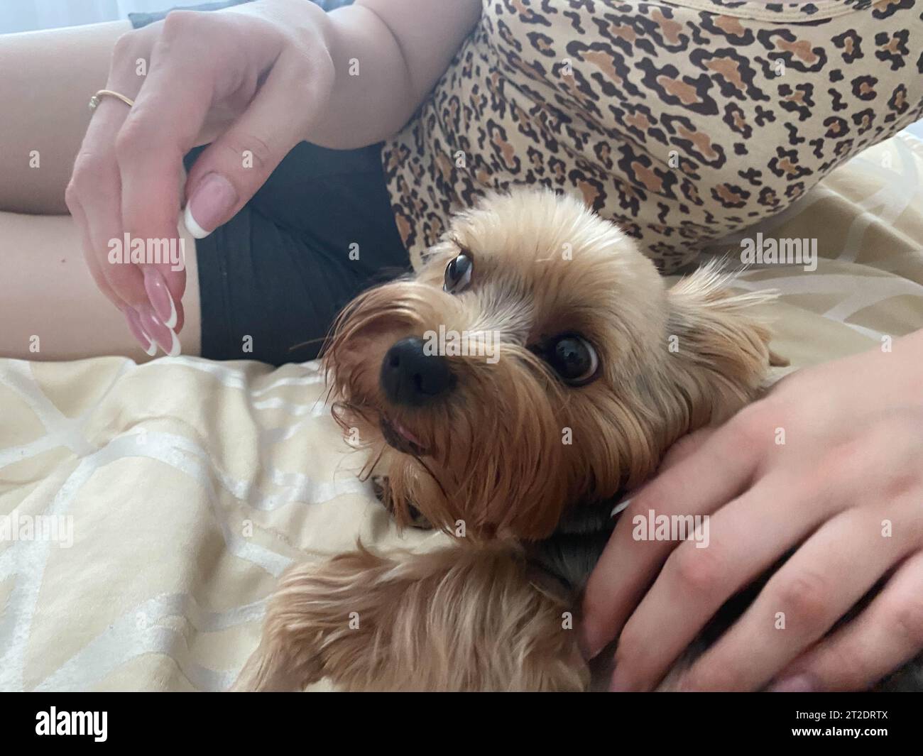 A woman is stroking a small beautiful fluffy kind Yorkshire Terrier dog ...