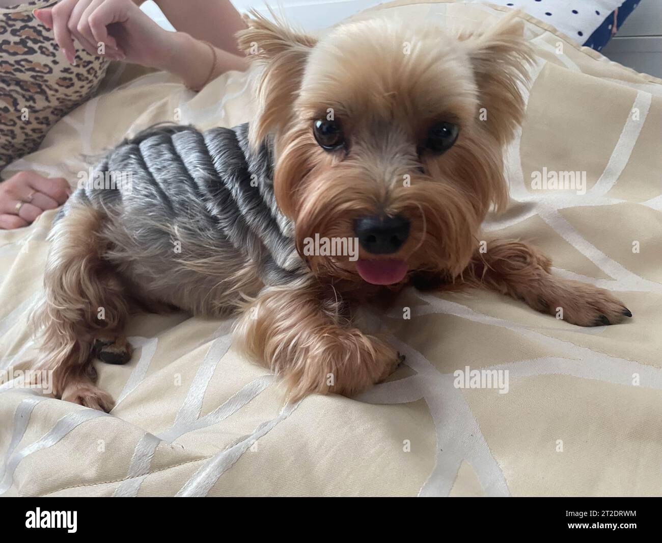 dog Yorkshire Terrier lies on the floor with paws forward, white ...