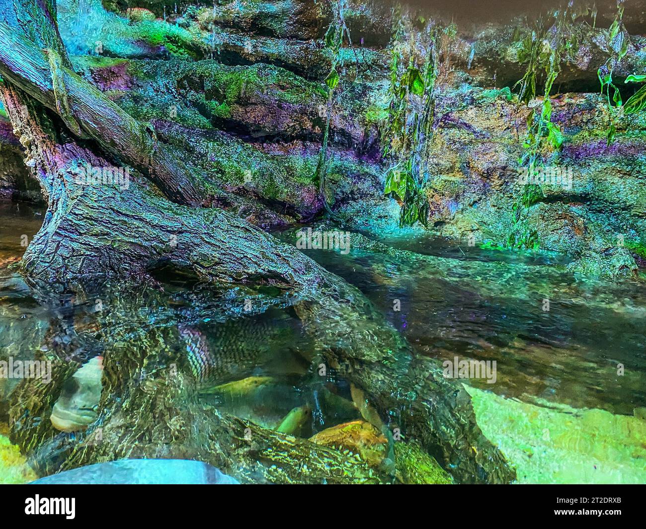 sea bottom. in the oceanarium there is a large stone waterfall with ...