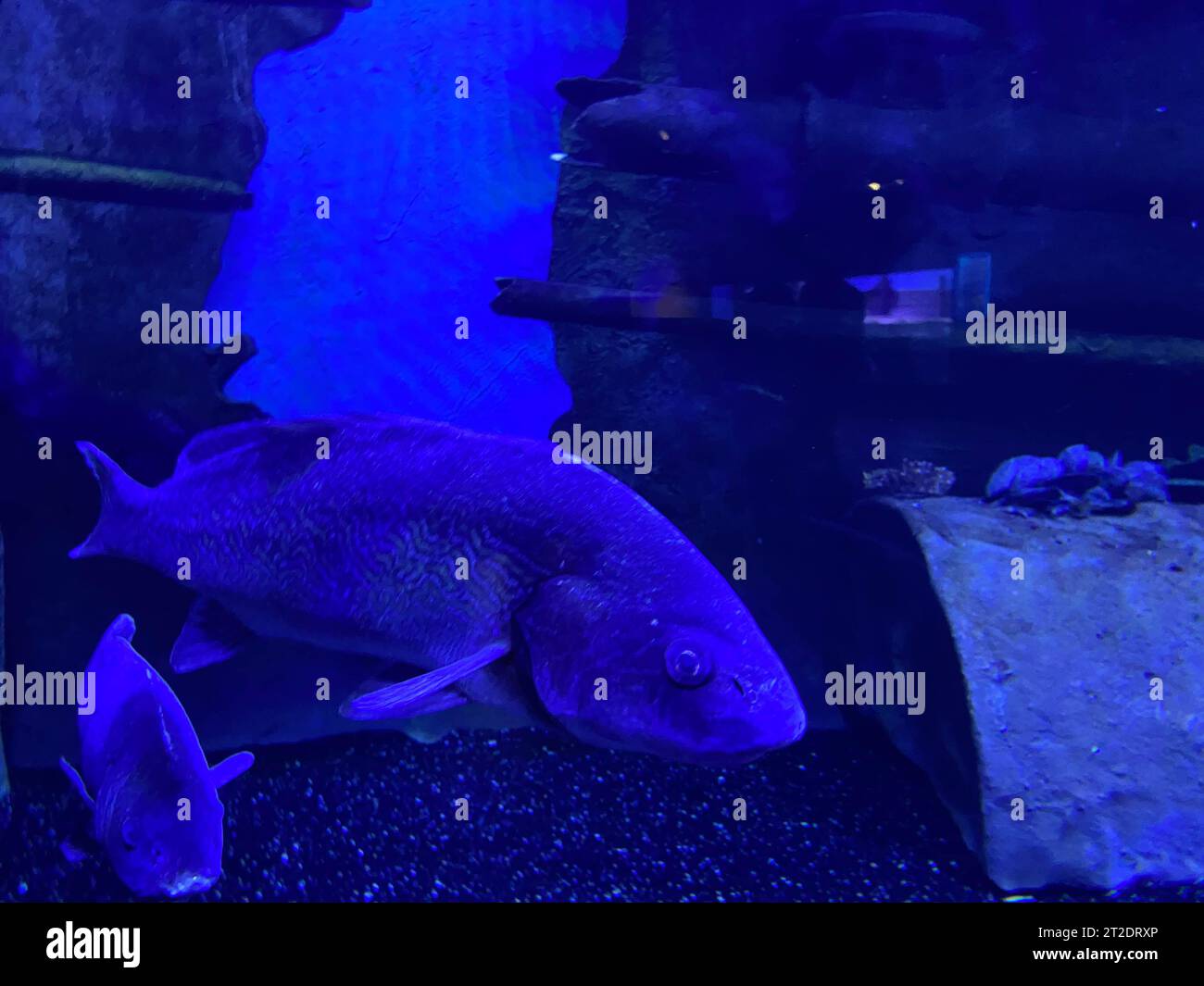 Swimming under the sea hi-res stock photography and images - Alamy