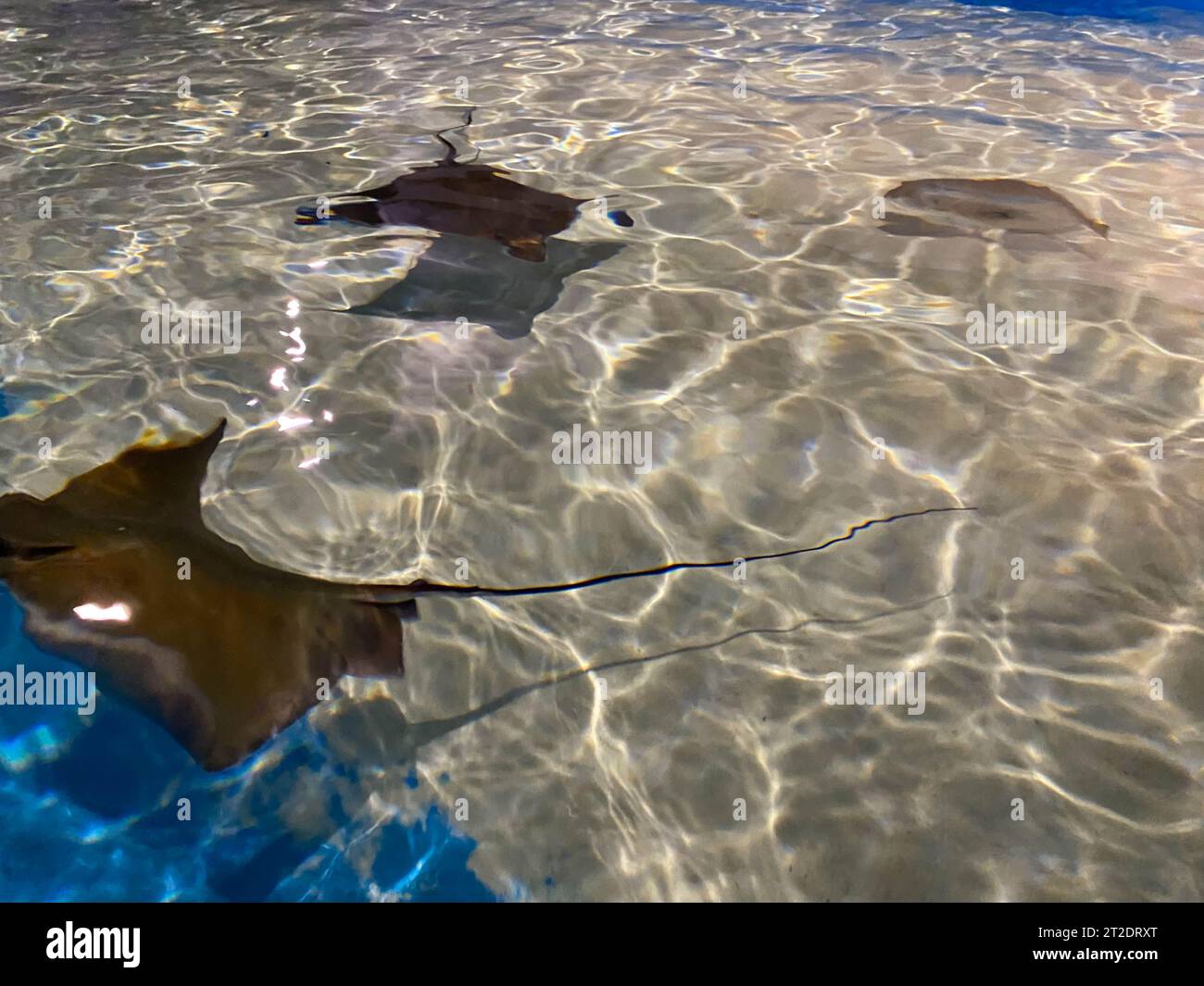 Spotted eagle ray coral reef hi-res stock photography and images - Alamy