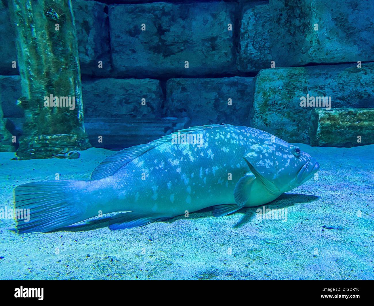 a long fish with stripes on scales and a tail swims along the seabed ...