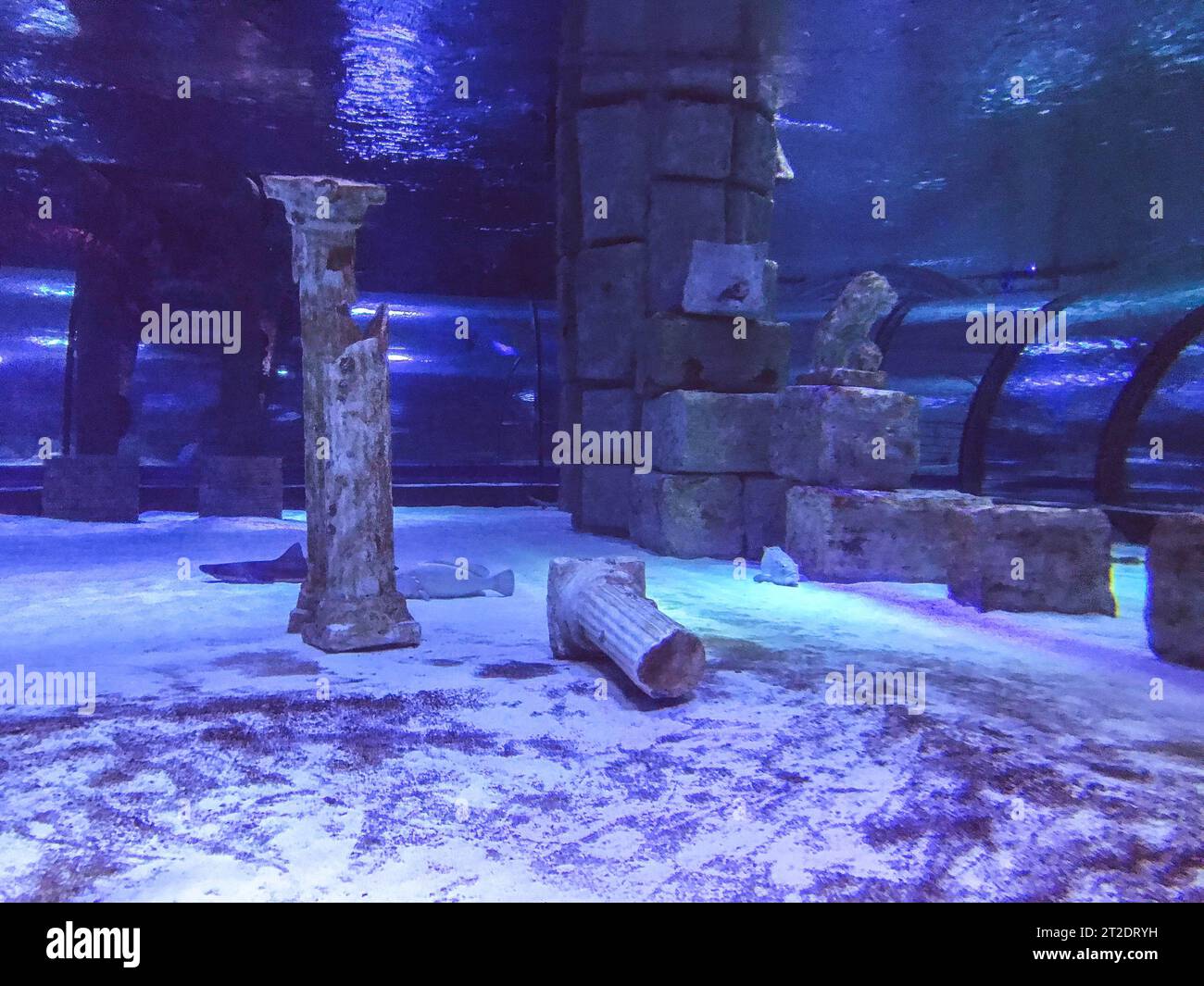 aquarium with fish. underwater marine animals, corals, plants. under ...