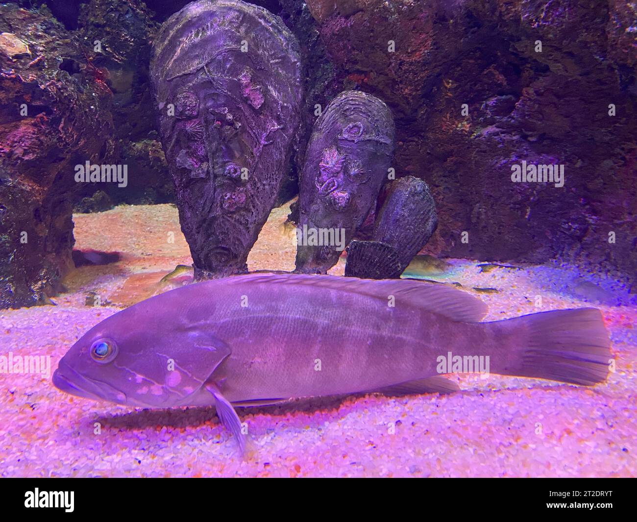 Underwater scene. Coral reef, fish in clear ocean water Stock Photo - Alamy