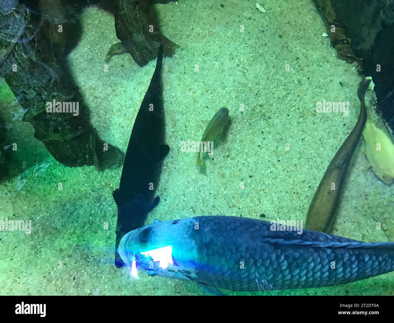 Colorful fish reef panoramic hi-res stock photography and images - Alamy