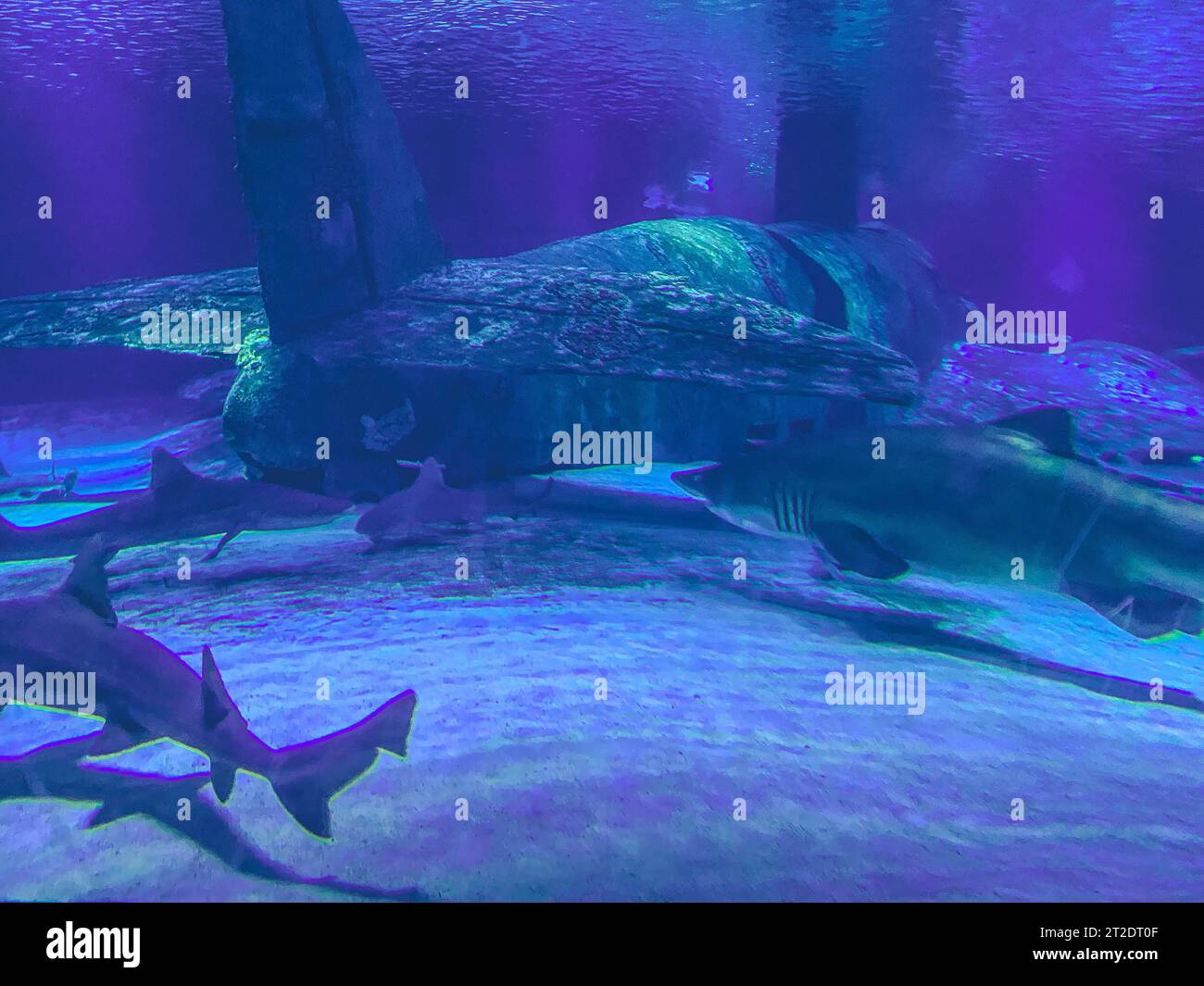 oceanarium in a hot country. The fish in the aquarium live in the water ...