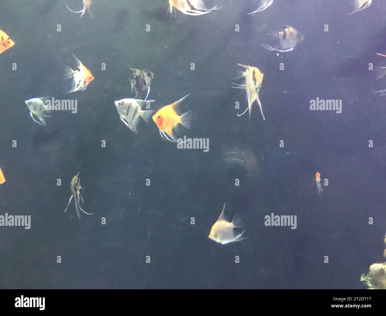 Multi-colored beautiful fish swim in an aquarium or underwater in the ...