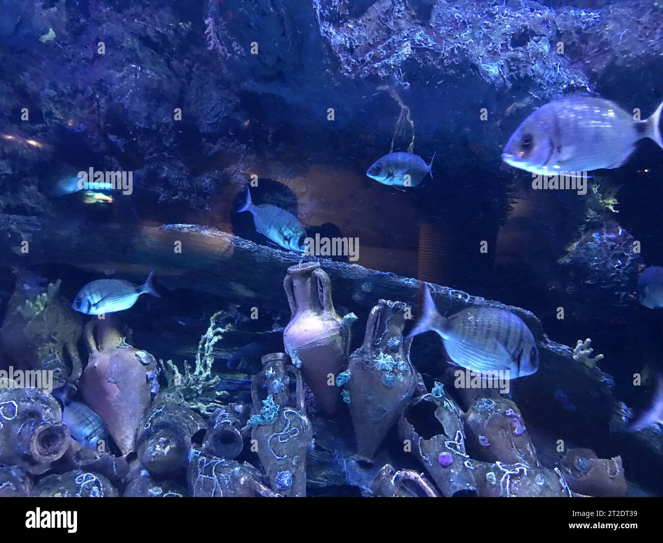 Multi-colored beautiful fish swim in an aquarium or underwater in the ...