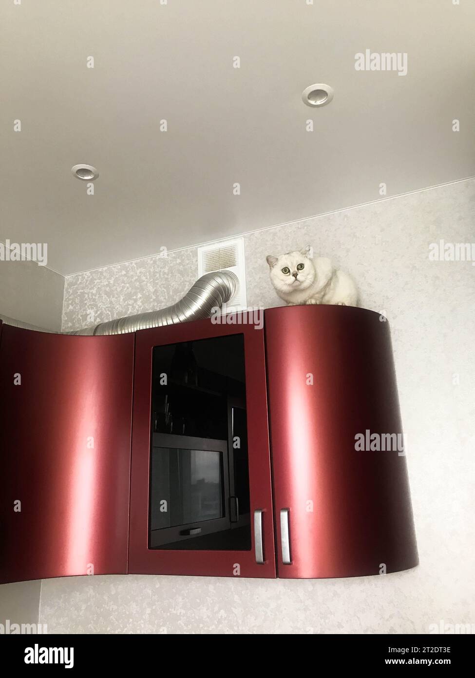 little white kitten sits on red wooden cabinets. metal pipes are on top ...