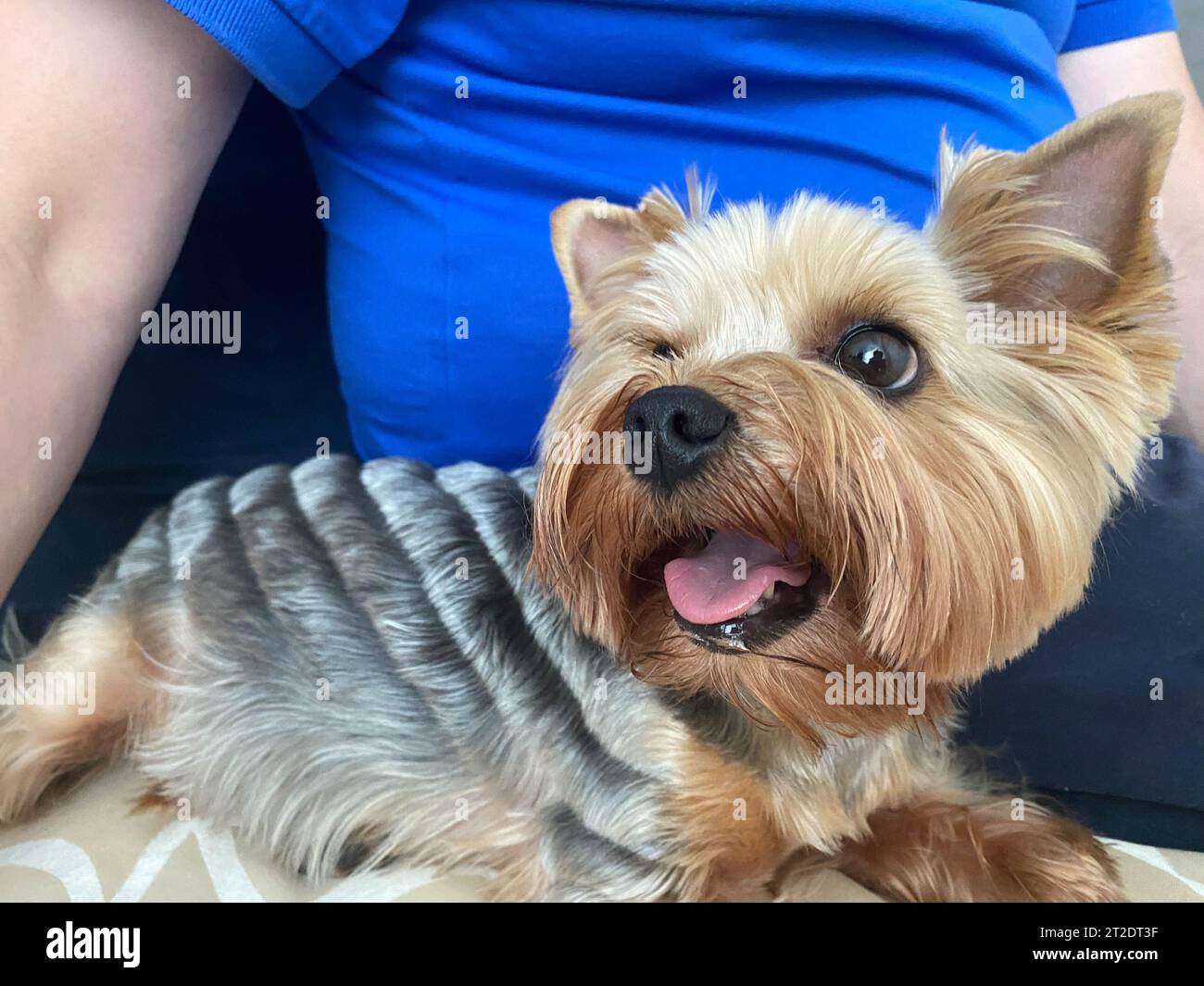 Small beautiful fluffy kind dog, home pet Yorkshire Terrier with a ...