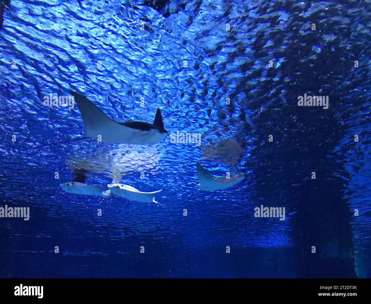 Sting ray at two oceans aquarium cape town Stock Photo - Alamy