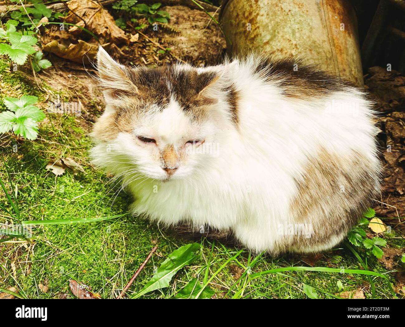 Portrait dirty stray feral cat hi-res stock photography and images - Alamy