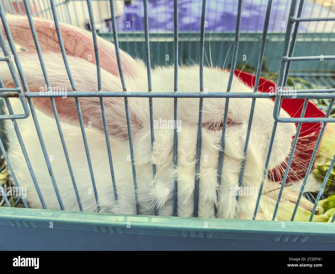 white fluffy rabbit sits in a cage. a small animal rodent is hidden in ...