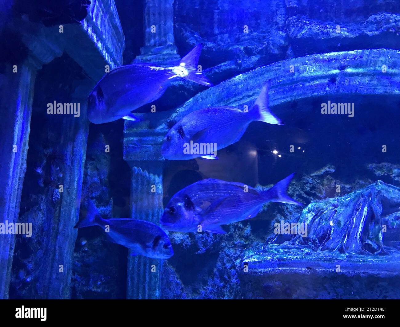 Multi-colored beautiful fish swim in an aquarium or underwater in the ...