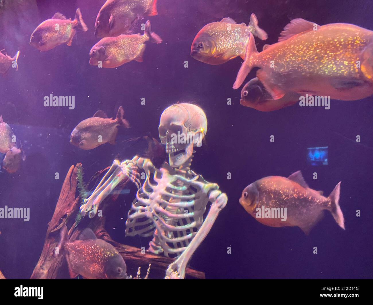 Piranha Fish Eating People