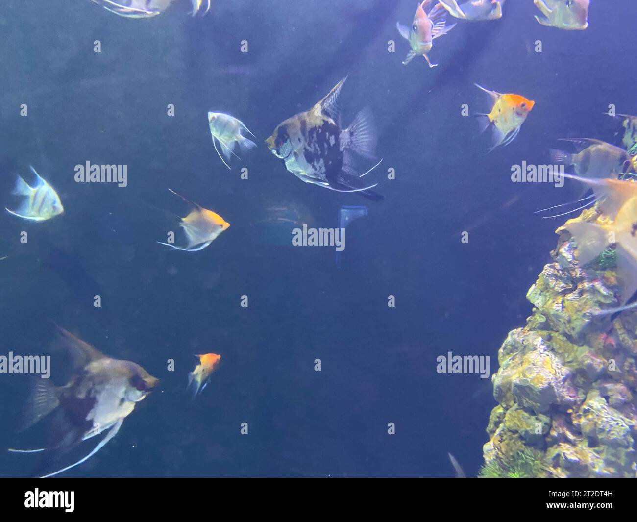 Large aquarium many fishes hi-res stock photography and images - Alamy