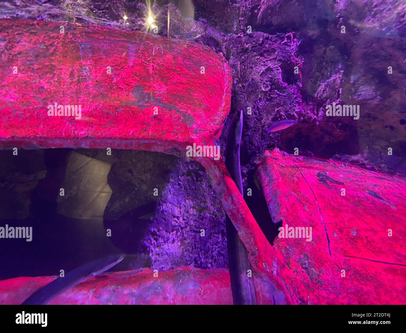 Beautiful colored fish in the water. Underwater world. Aquarium ...