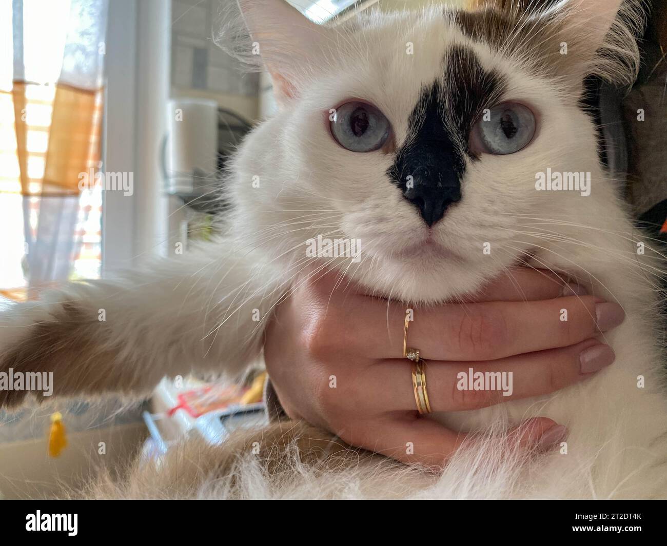 The girl with her hand strokes and hugs a beautiful white with black ...