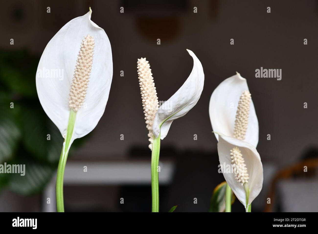 Close up of blooming white tropical Spathiphyllum plant spadix flower ...