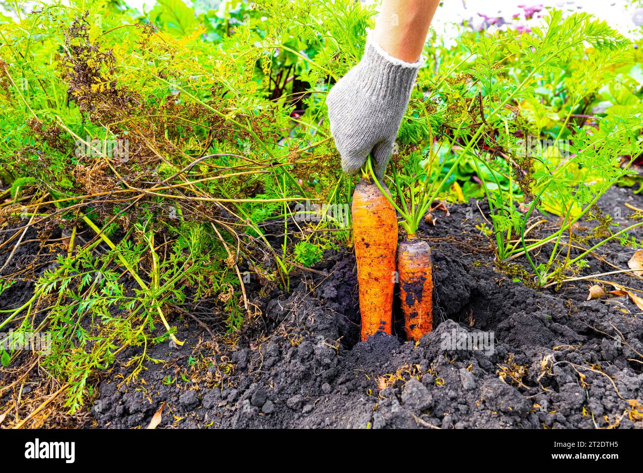 Hand pulls carrot from soil hi-res stock photography and images - Alamy