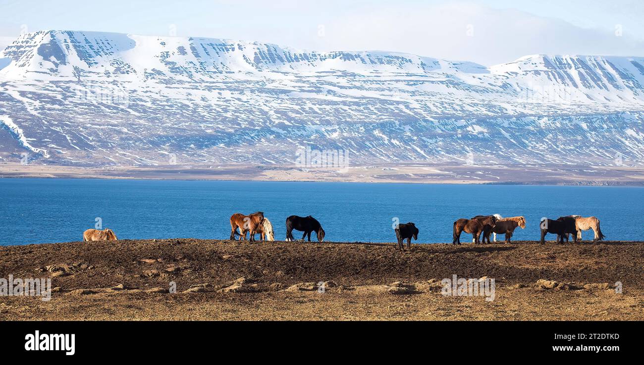 Hardy life hi-res stock photography and images - Alamy
