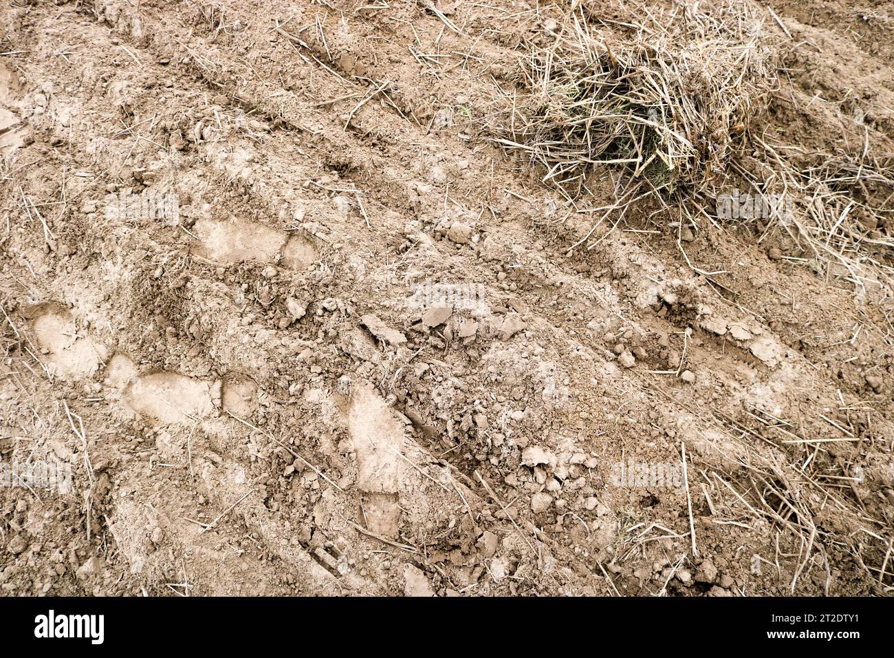 Texture of brown fossilized earth with patches of grass, dried grass ...