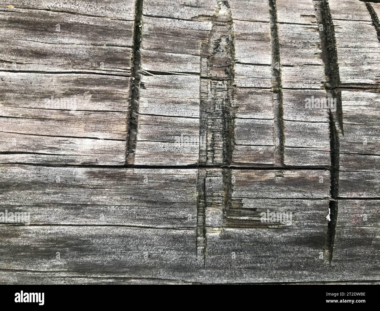wood texture. jagged tree, log house. natural background of gray color ...