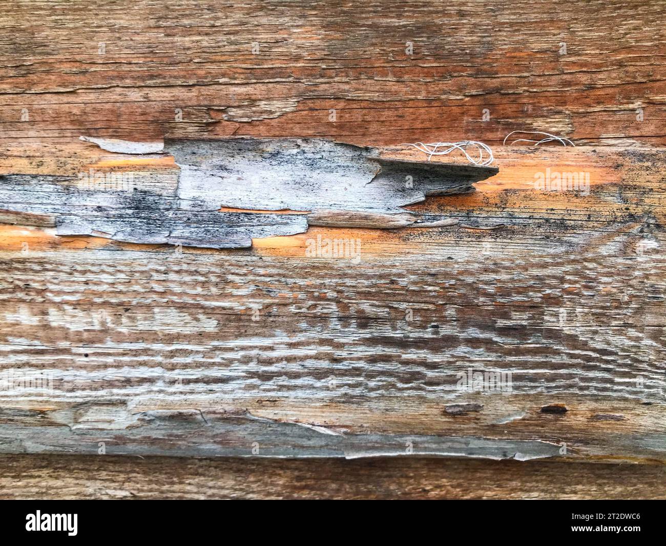 wood texture. wooden house. wood brown, voluminous, textured, cracked ...