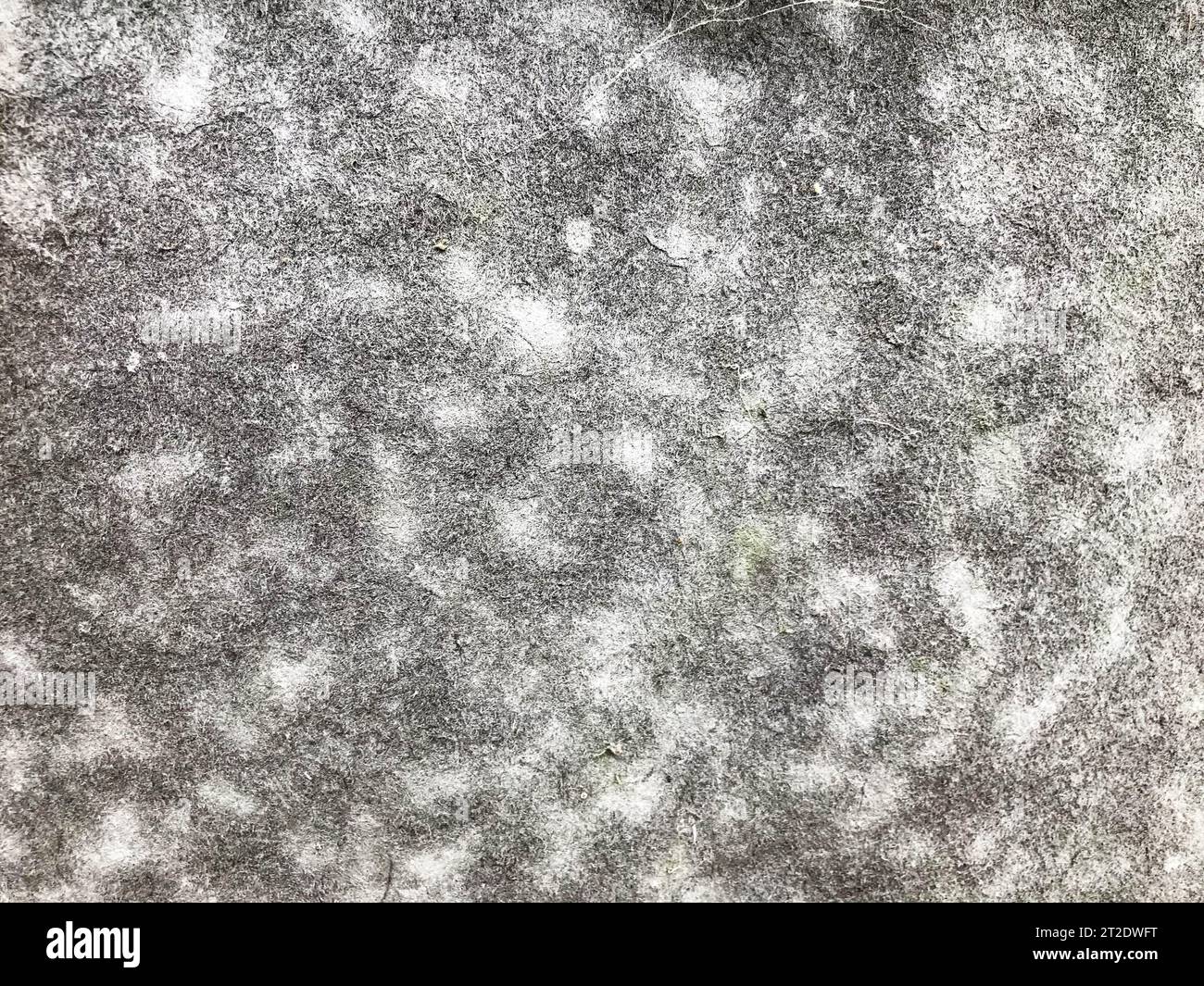 texture, natural background. black-green mold, moss. new organisms grow ...