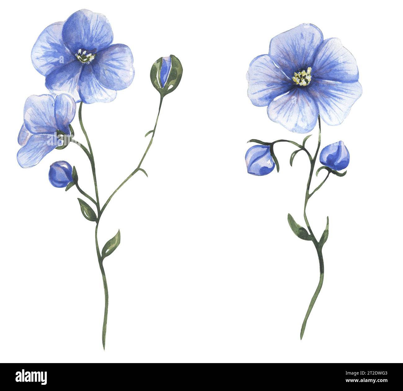 Watercolor blue flax wildflower illustration set, flax meadow floral ...