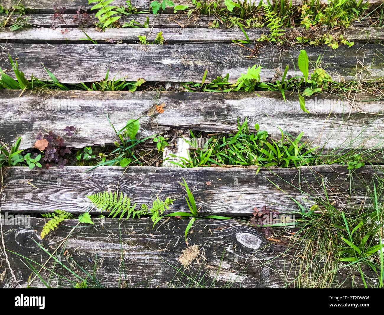the texture is natural. wooden stripes with green grass growing inside ...