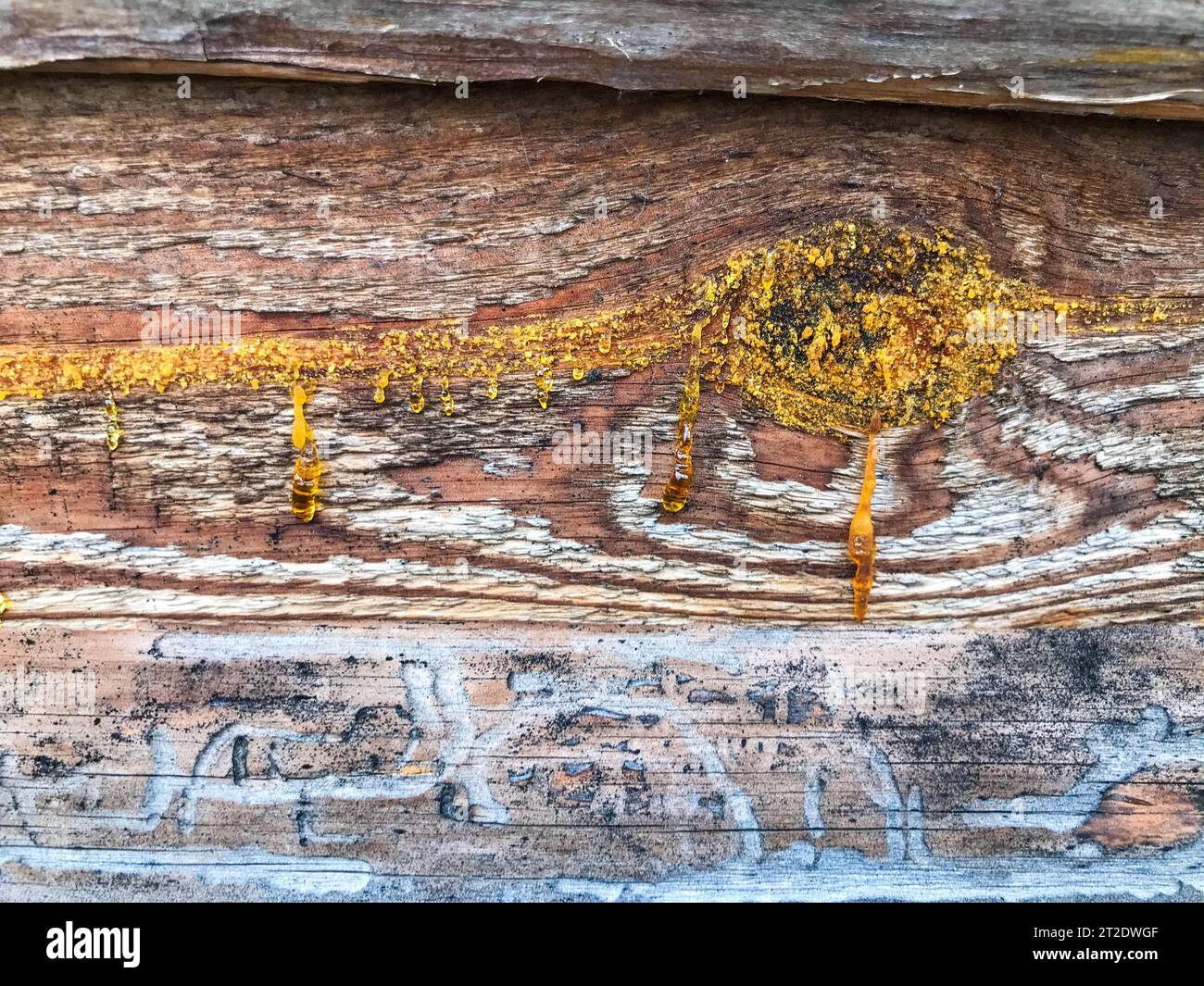 resin came out on the tree. orange, viscous, sticky spruce resin. the ...