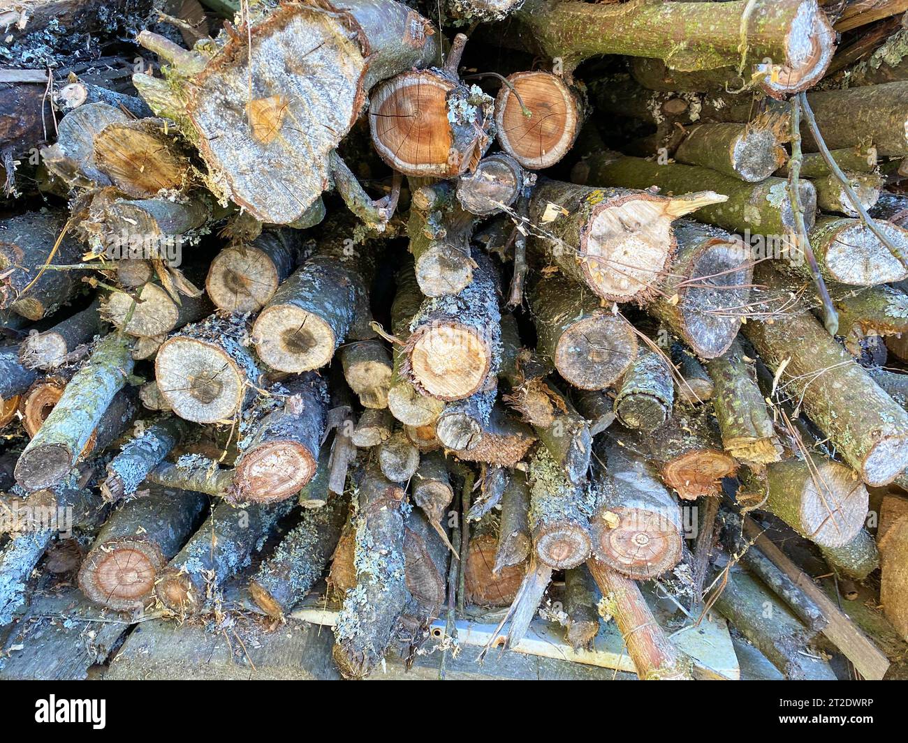 Chopped wood straightened in row. Wooden logs for heating. Wall made of ...