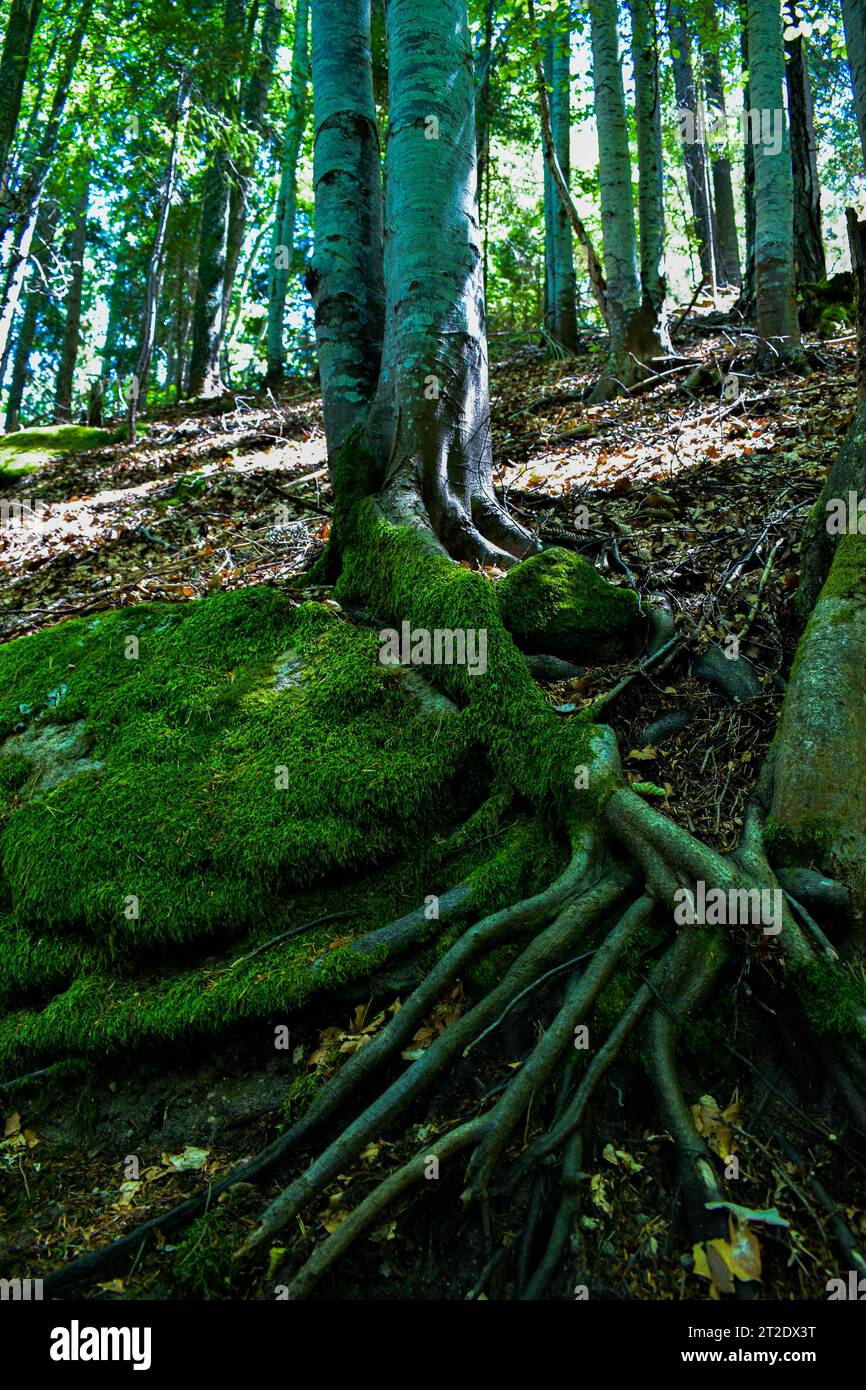 Mistic forest hi-res stock photography and images - Alamy