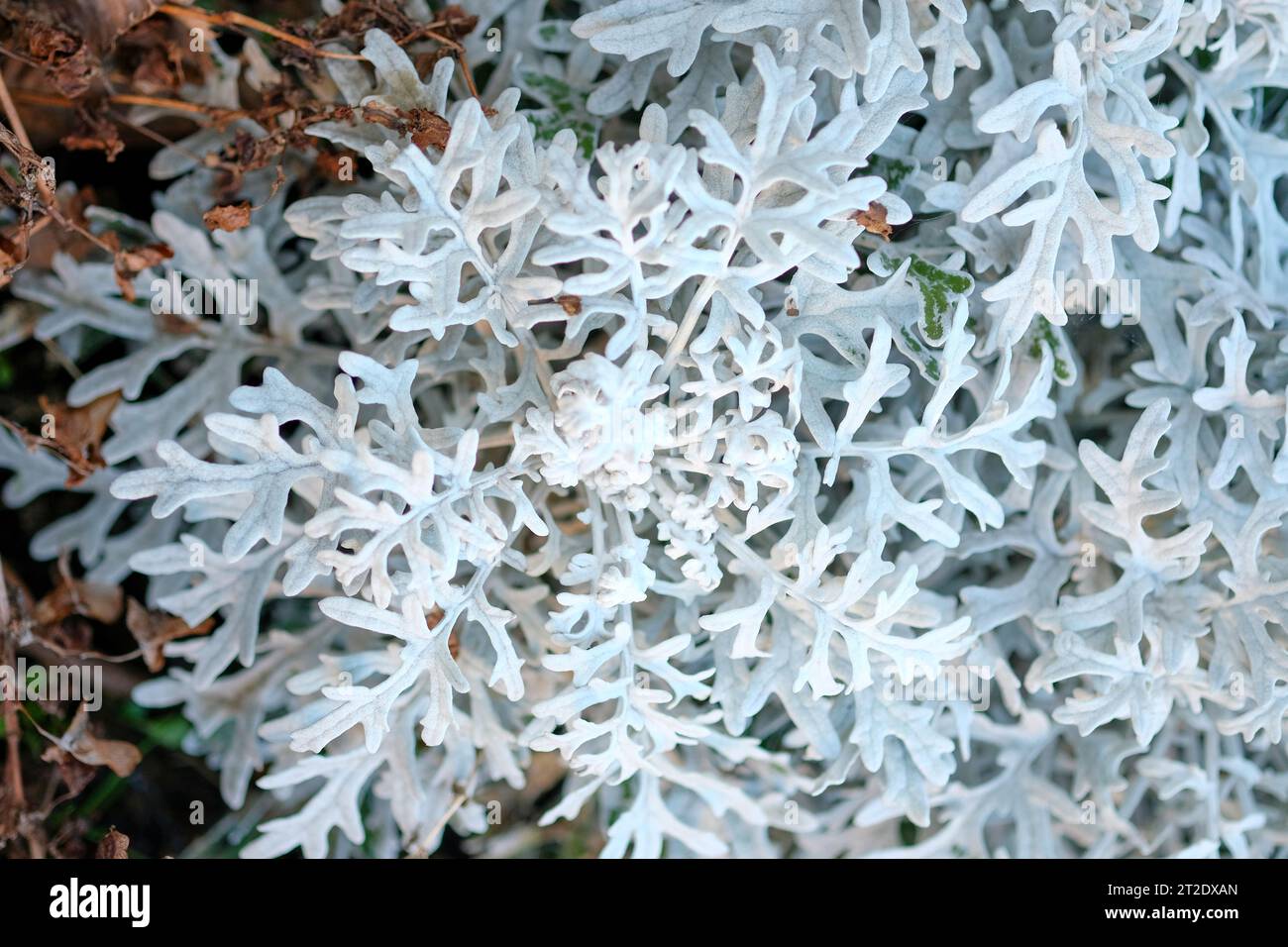 Silver leaf decoration hi-res stock photography and images - Alamy