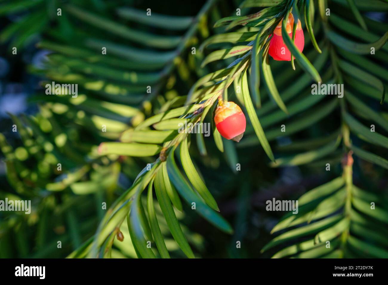 flower of the yew shrub Taxus baccata. High quality photo Stock Photo ...