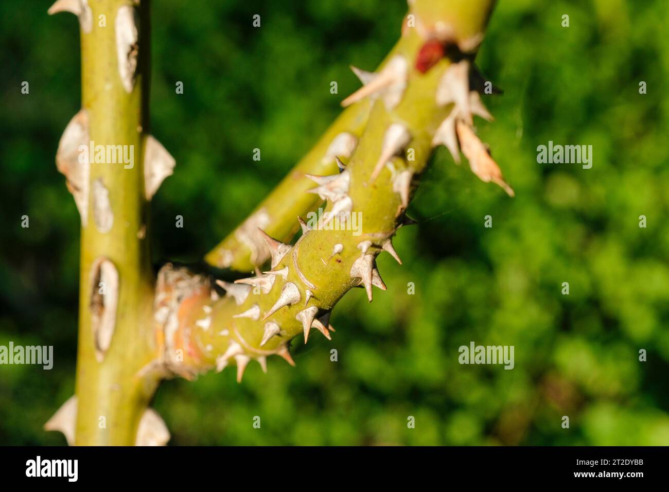 Large rose flower with thorns hi-res stock photography and images - Alamy
