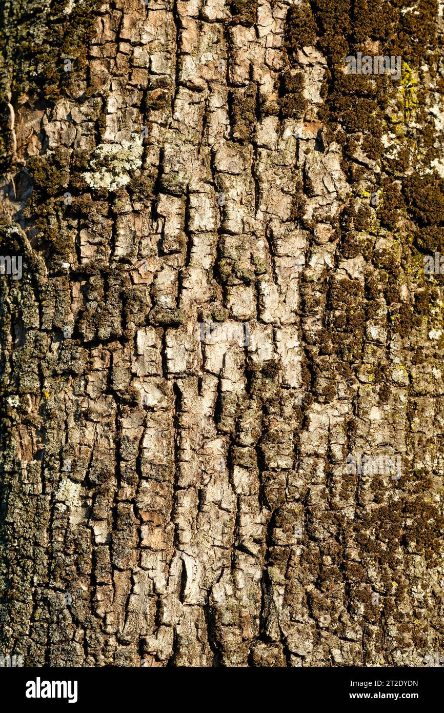 tree bark brush photoshop background. High quality photo Stock Photo - Alamy