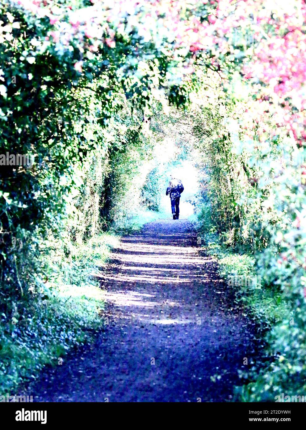 Sunlight on pathway hi-res stock photography and images - Alamy