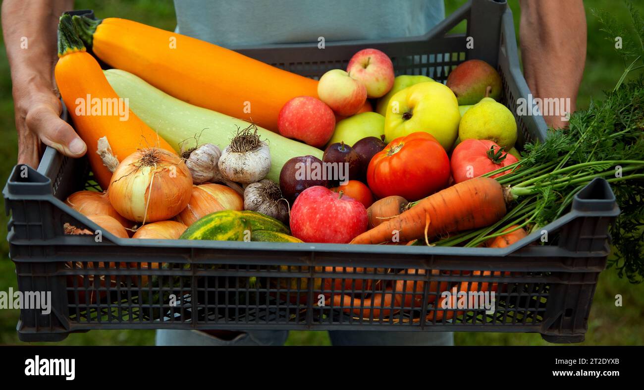 Bio food. Garden produce and harvested vegetable. Fresh farm vegetables ...